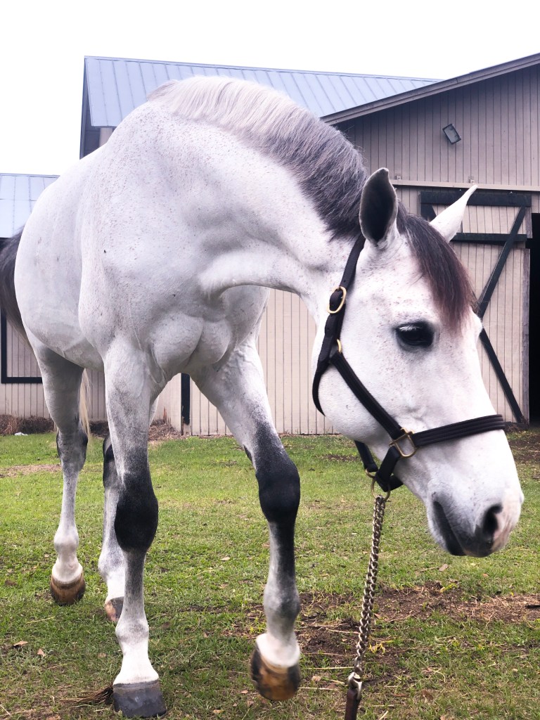 stigbody | Pleasant Brook Farm
